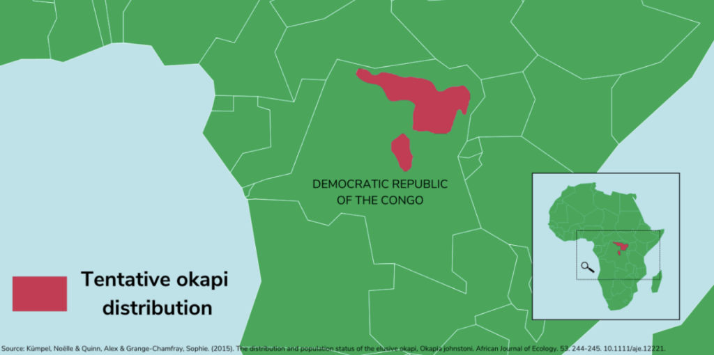 【オカピとは】特徴や生息地・絶滅危惧種保護の取り組みを紹介｜オモビア